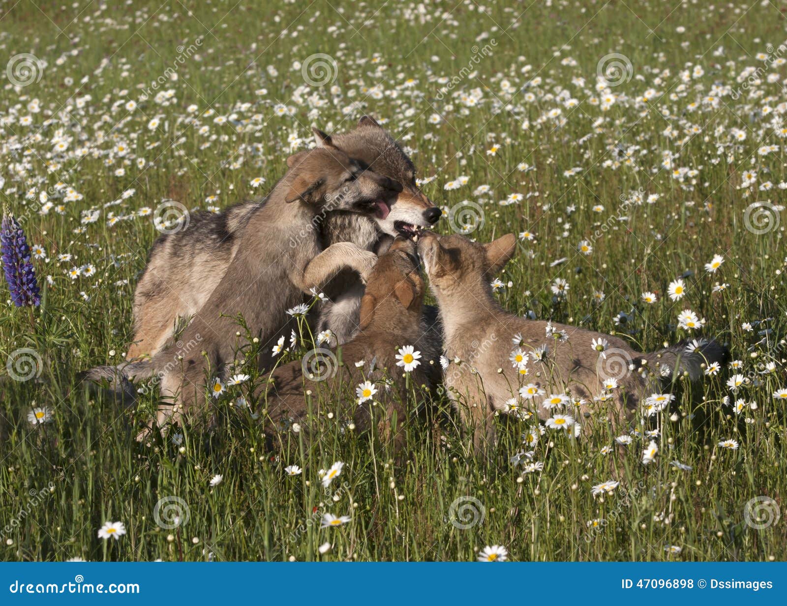 Speels Wolf Puppies stock foto. Image of canis, puppies - 47096898