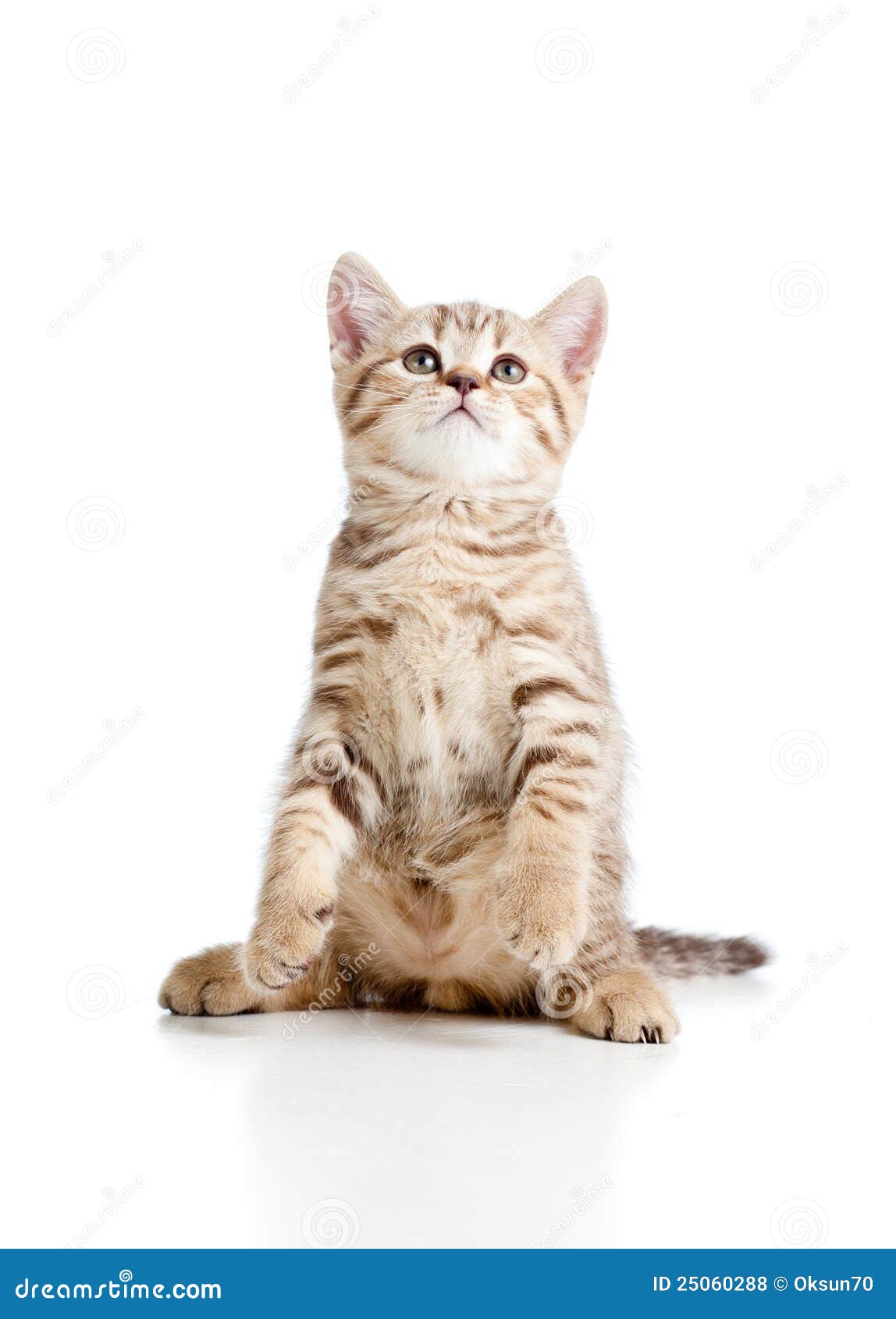 Speelse Jonge Kat Die Omhoog Eruit Ziet Stock Foto - Image of huisdier ...