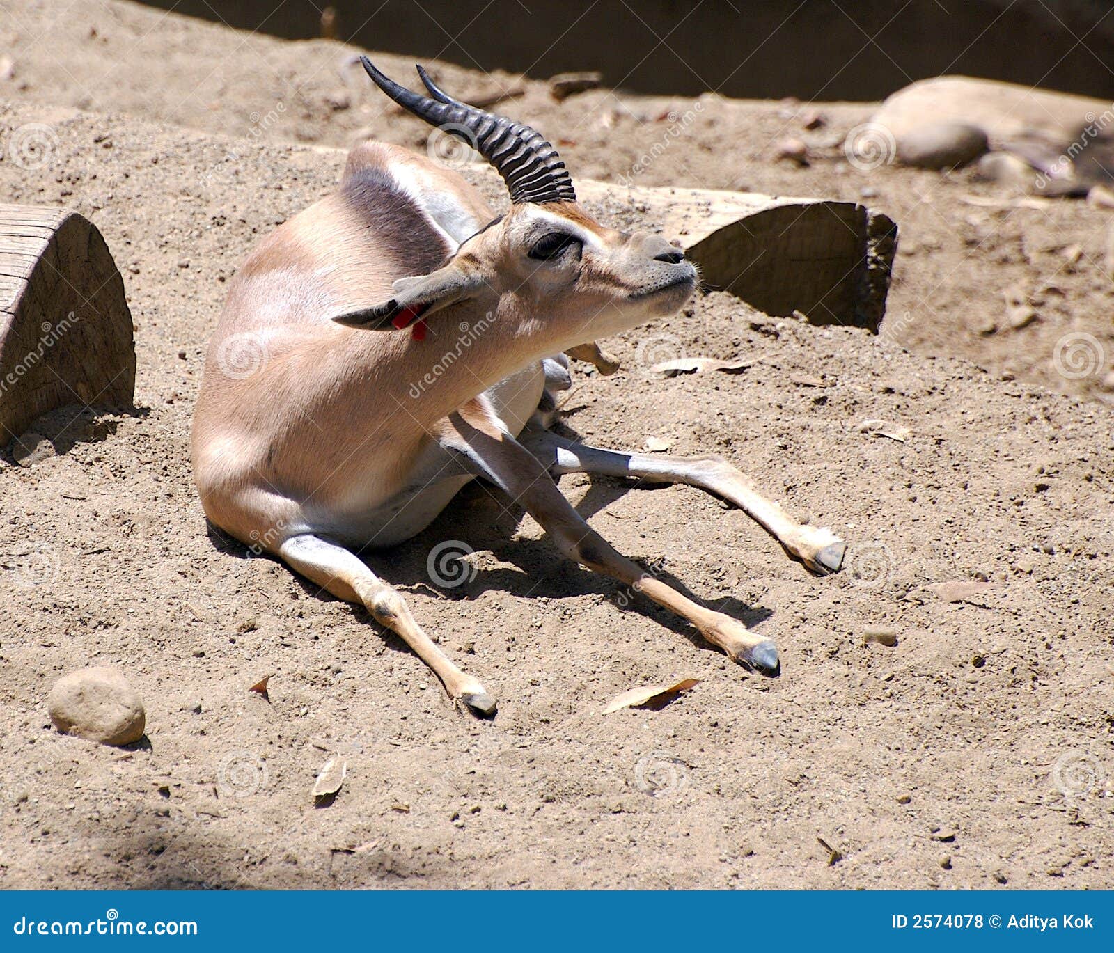 Speke s Gazelle stock photo. Image of game, african, africa - 2574078