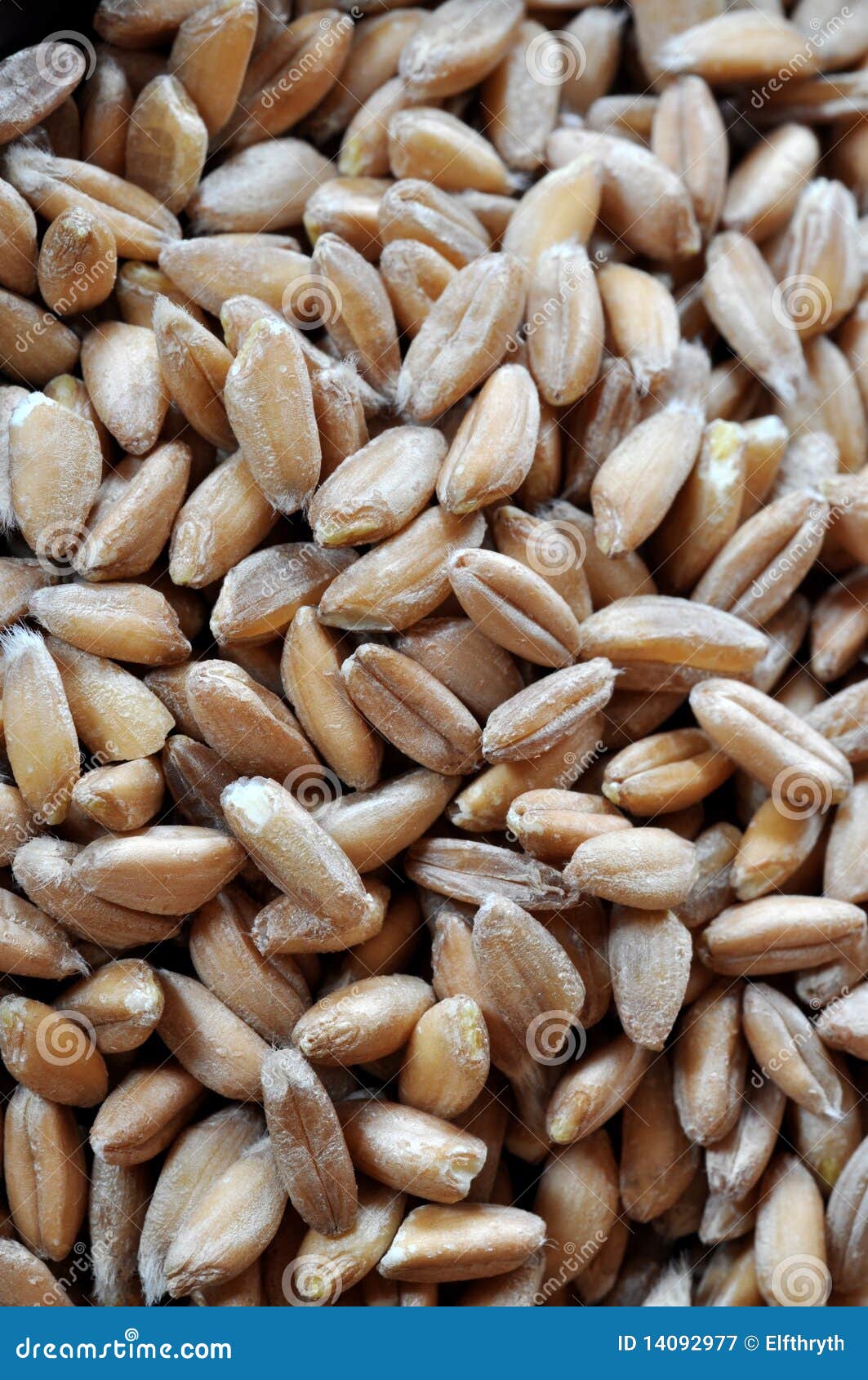 Spelt stock image. Image of natural, agriculture, cereal - 14092977