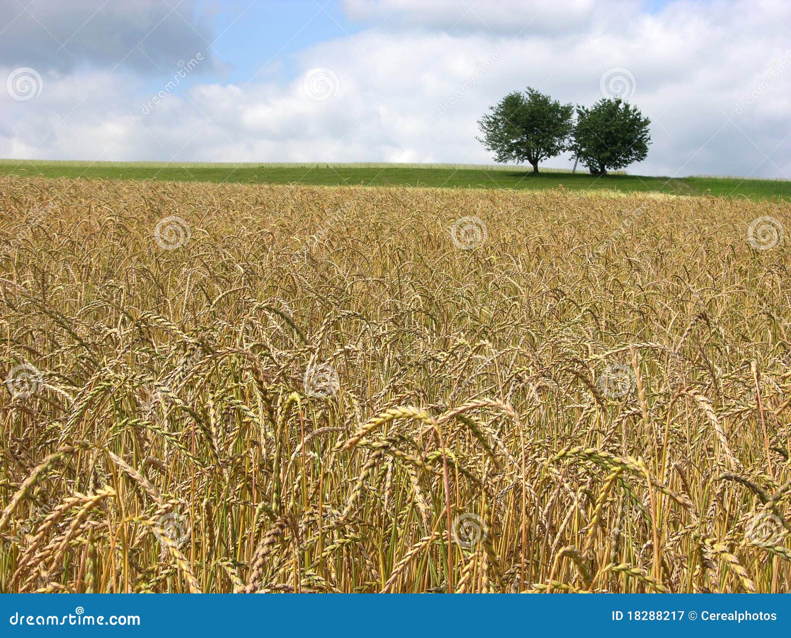 Spelt stock image. Image of skyline, sort, agriculture - 18288217