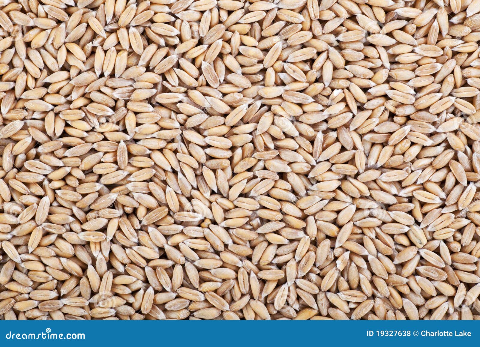 Spelt stock photo. Image of organic, healthy, seeds, background - 19327638