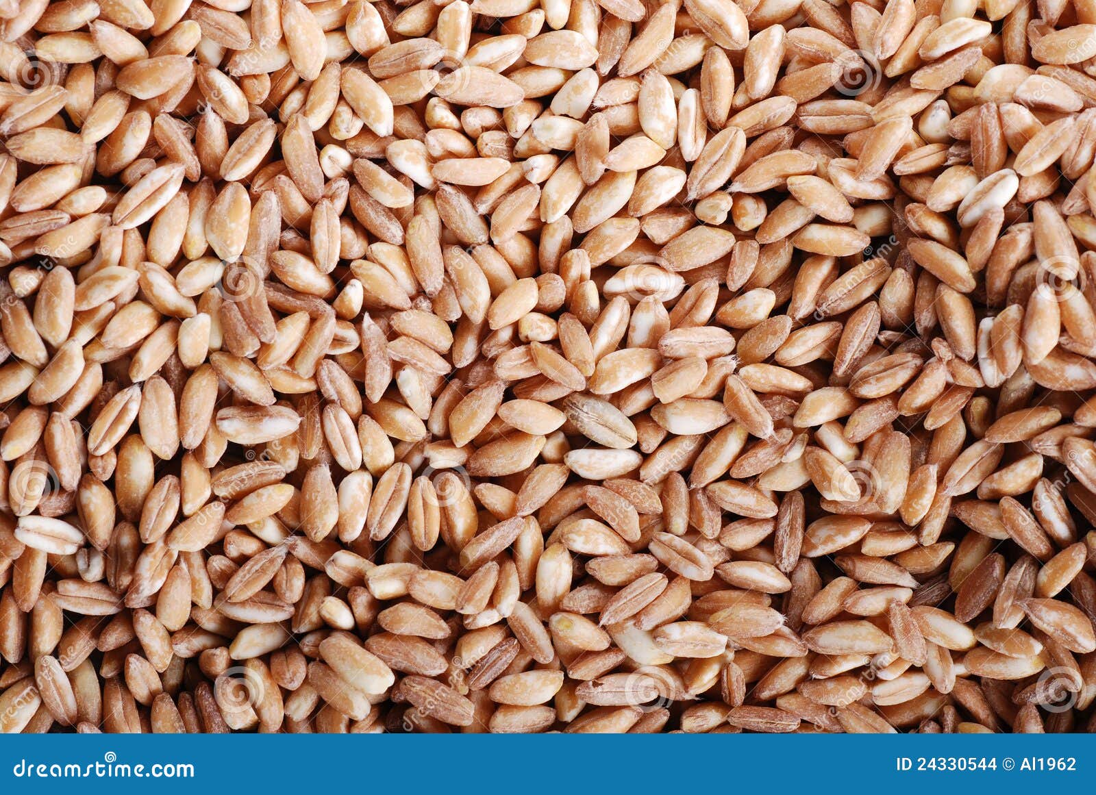 Spelt stock photo. Image of health, grain, spoon, flour - 24330544