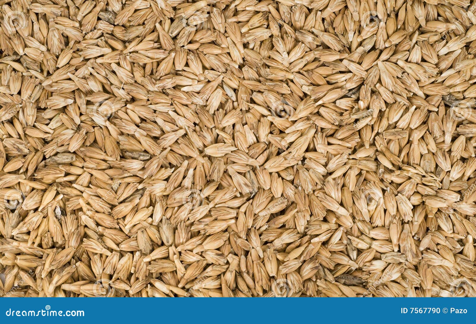 Spelt stock photo. Image of ripe, healthy, cereal, background - 7567790