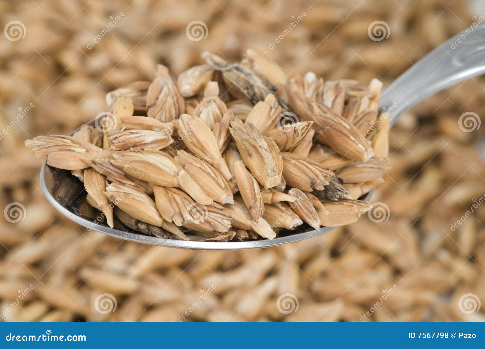 Spelt stock photo. Image of healthy, spelt, closeup, ripe - 7567798