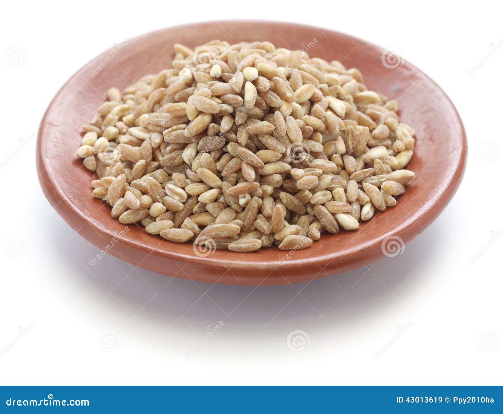 Spelt, Farro, Primitive Wheat Stock Image - Image of organic, group ...