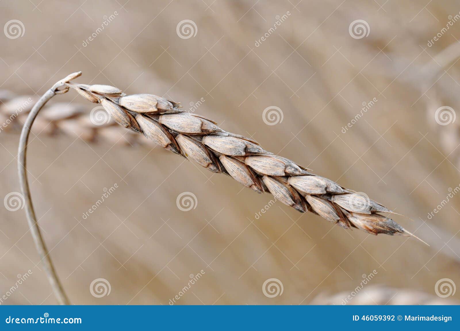 Spelt stock photo. Image of beige, agricultural, field - 46059392