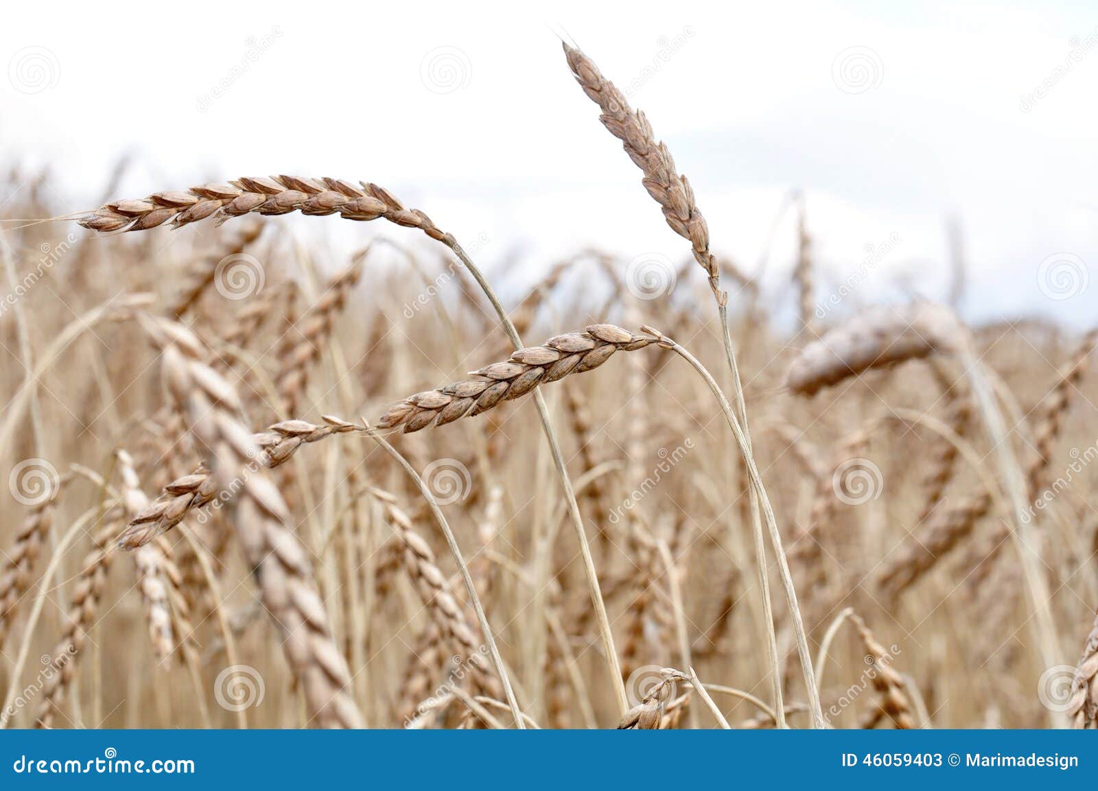 Spelt stock image. Image of industry, nutritious, poaceae - 46059403