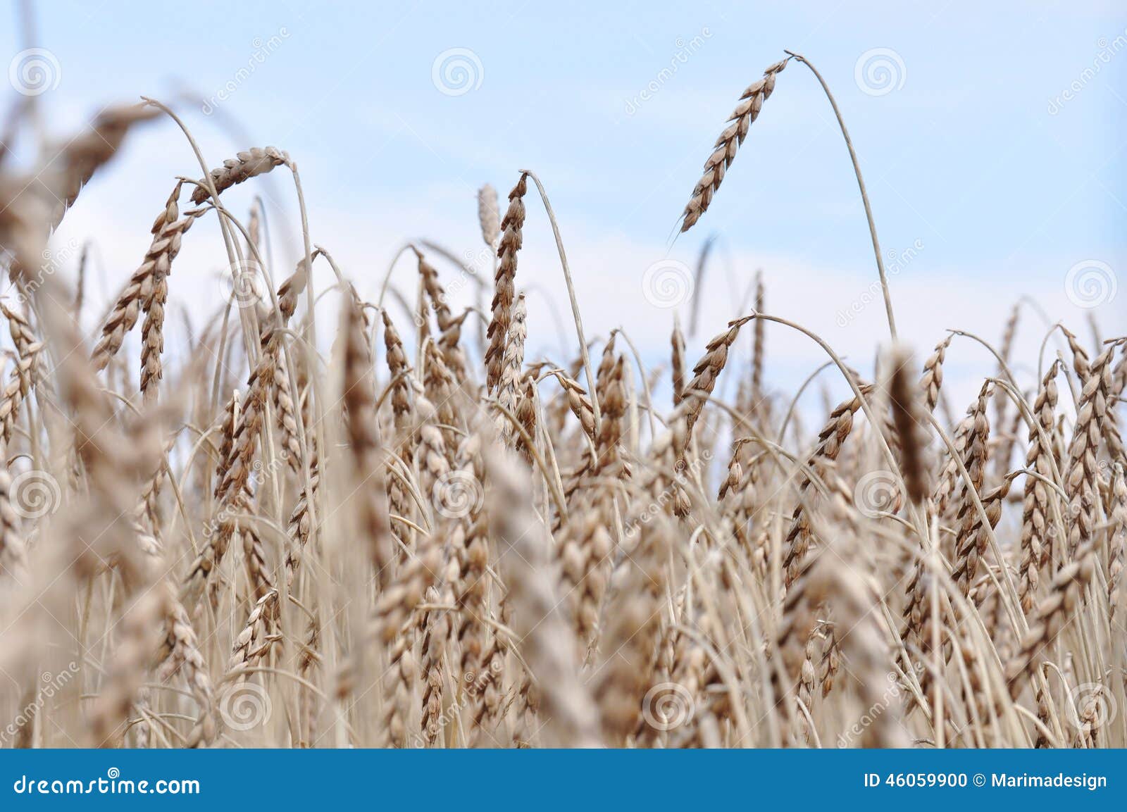 Spelt stock photo. Image of poaceae, industry, landscape - 46059900