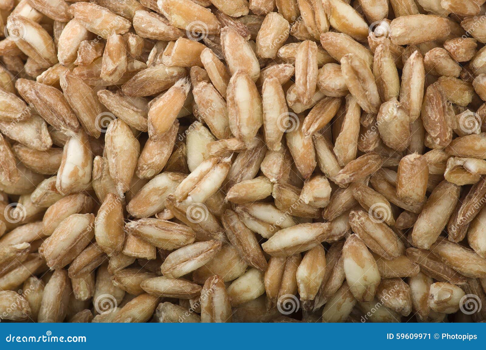 Spelt Grain stock image. Image of brown, pile, organic - 59609971