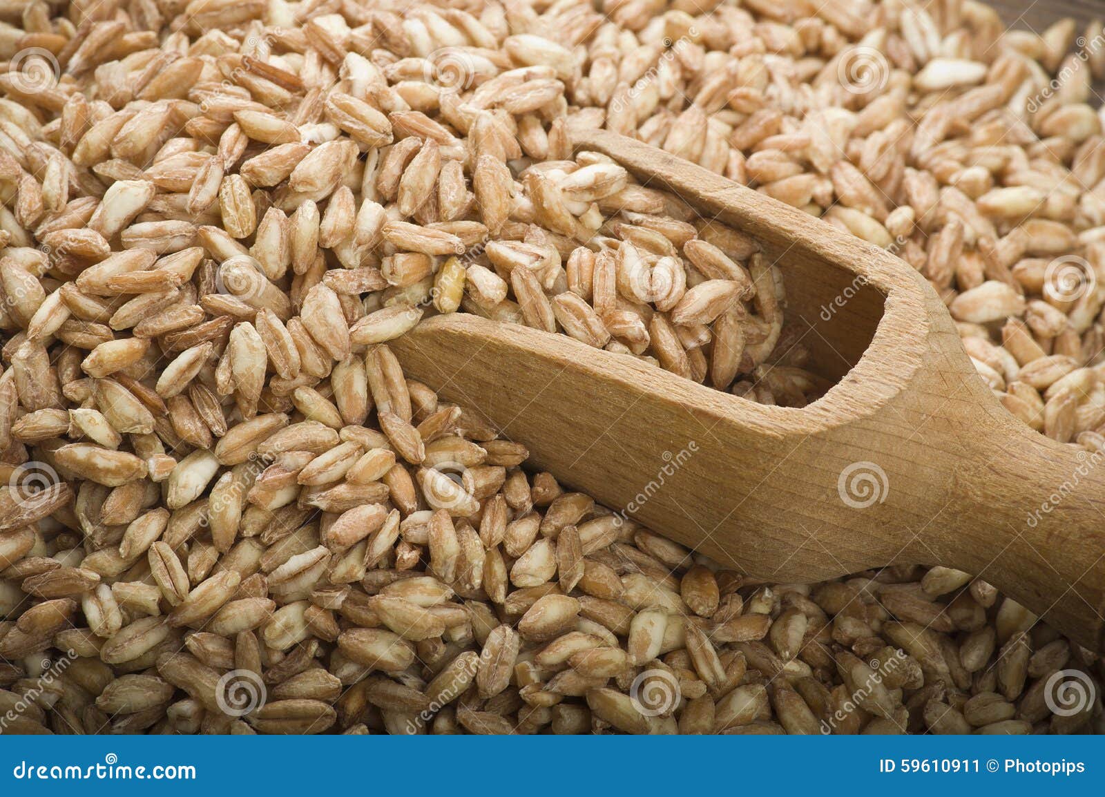 Spelt Grain stock image. Image of industry, eating, seed - 59610911