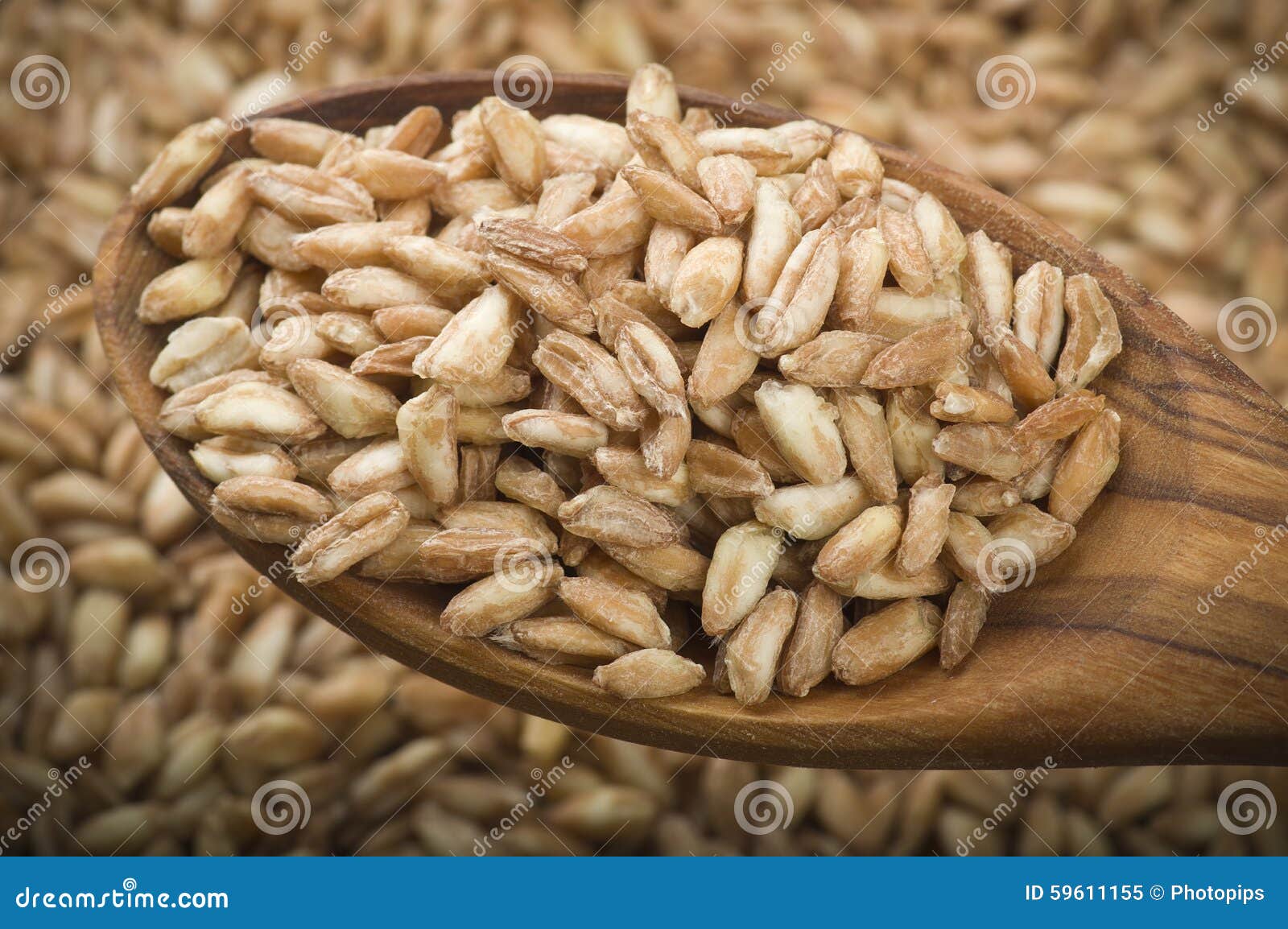 Spelt Grain stock image. Image of cereal, wheat, spelt - 59611155