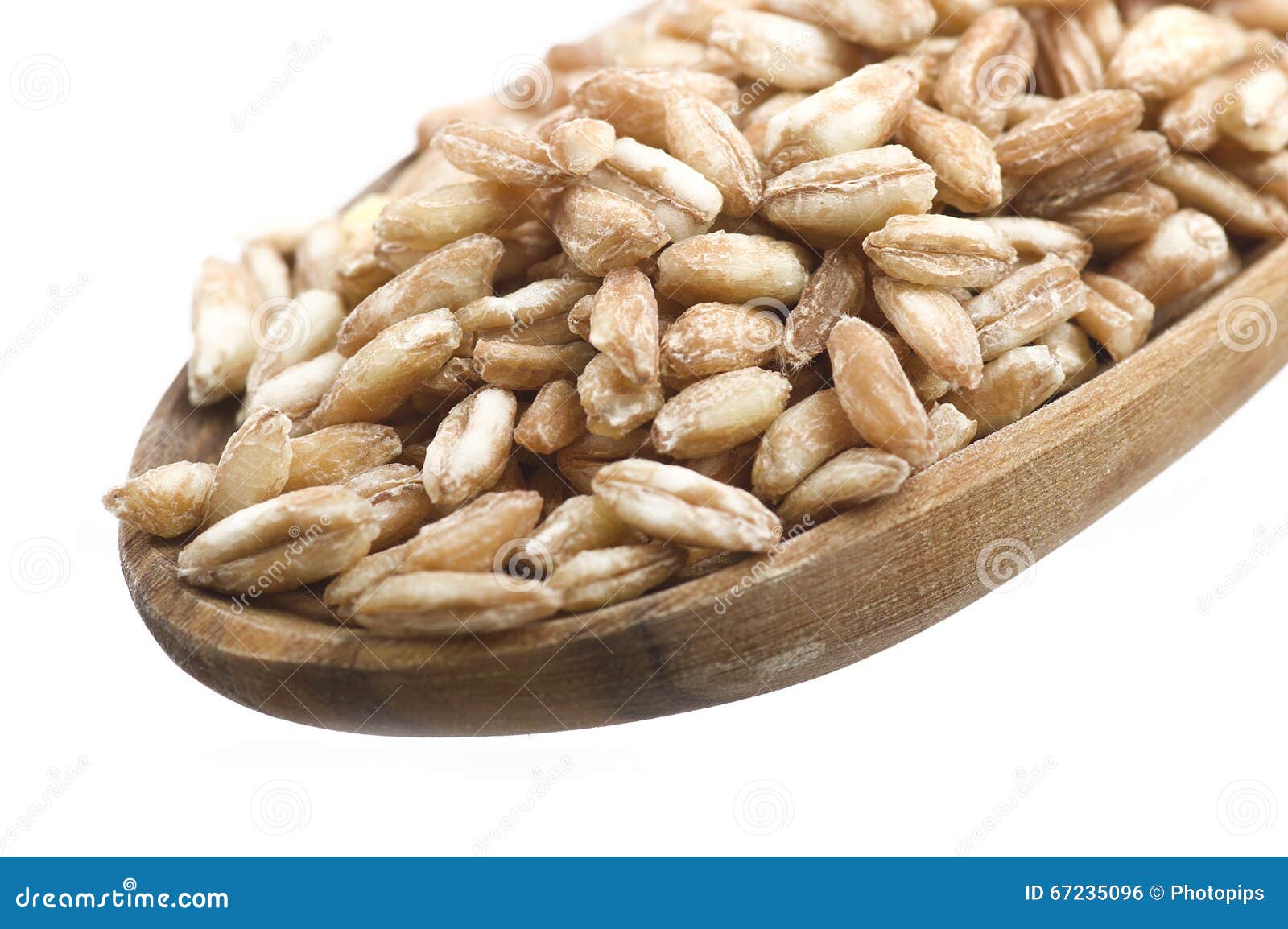 Spelt Grain stock photo. Image of dried, crop, spelta - 67235096