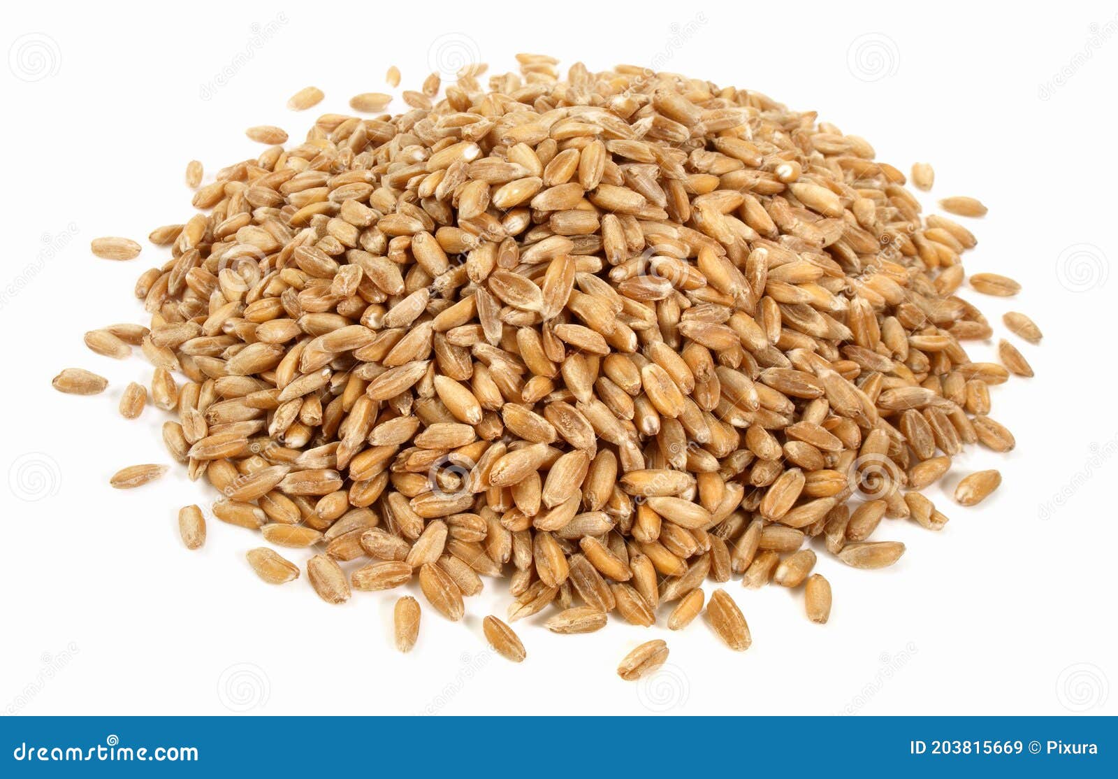 Spelt Grain on White Background - Isolated Stock Image - Image of white ...