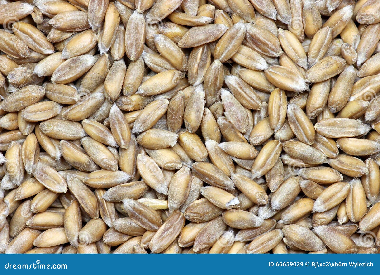 Spelt stock image. Image of germ, cultivation, bran, grass - 66659029