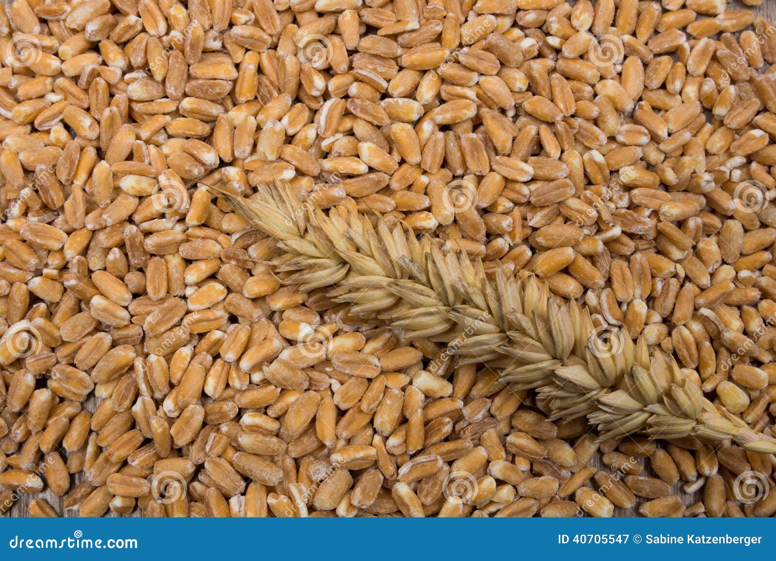 Spelt stock image. Image of plant, food, agriculture - 40705547