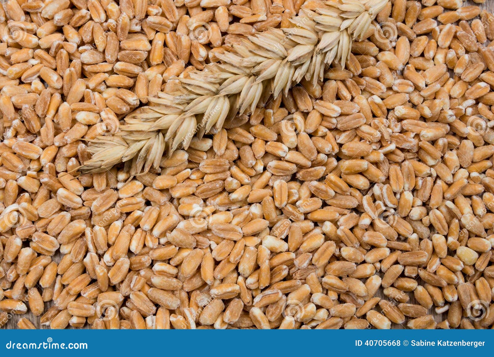 Spelt stock photo. Image of carb, husk, grain, health - 40705668