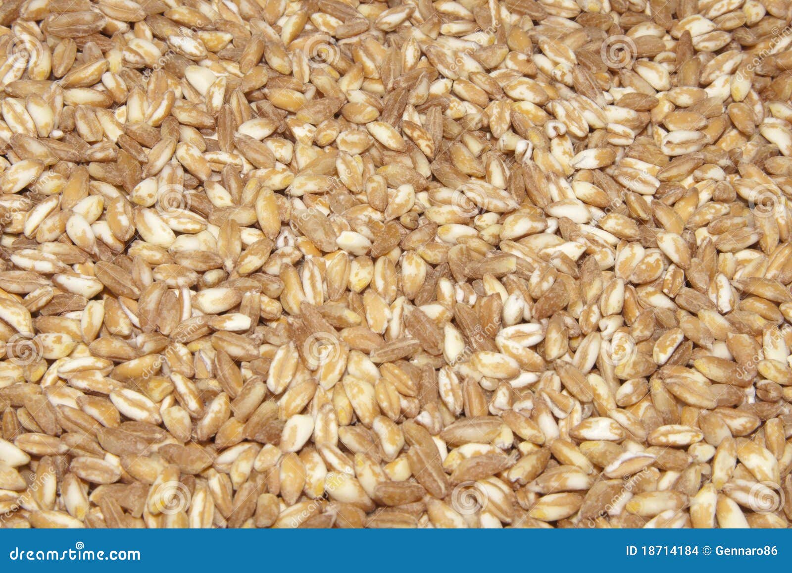 Spelt seeds background stock photo. Image of grains, close - 18714184