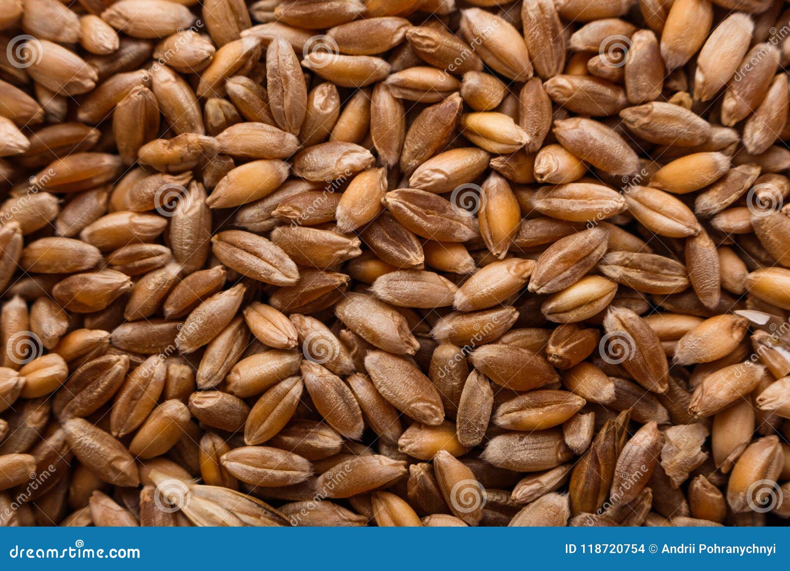 Spelt Seeds on a Dark Stone Background Stock Photo - Image of spelt ...