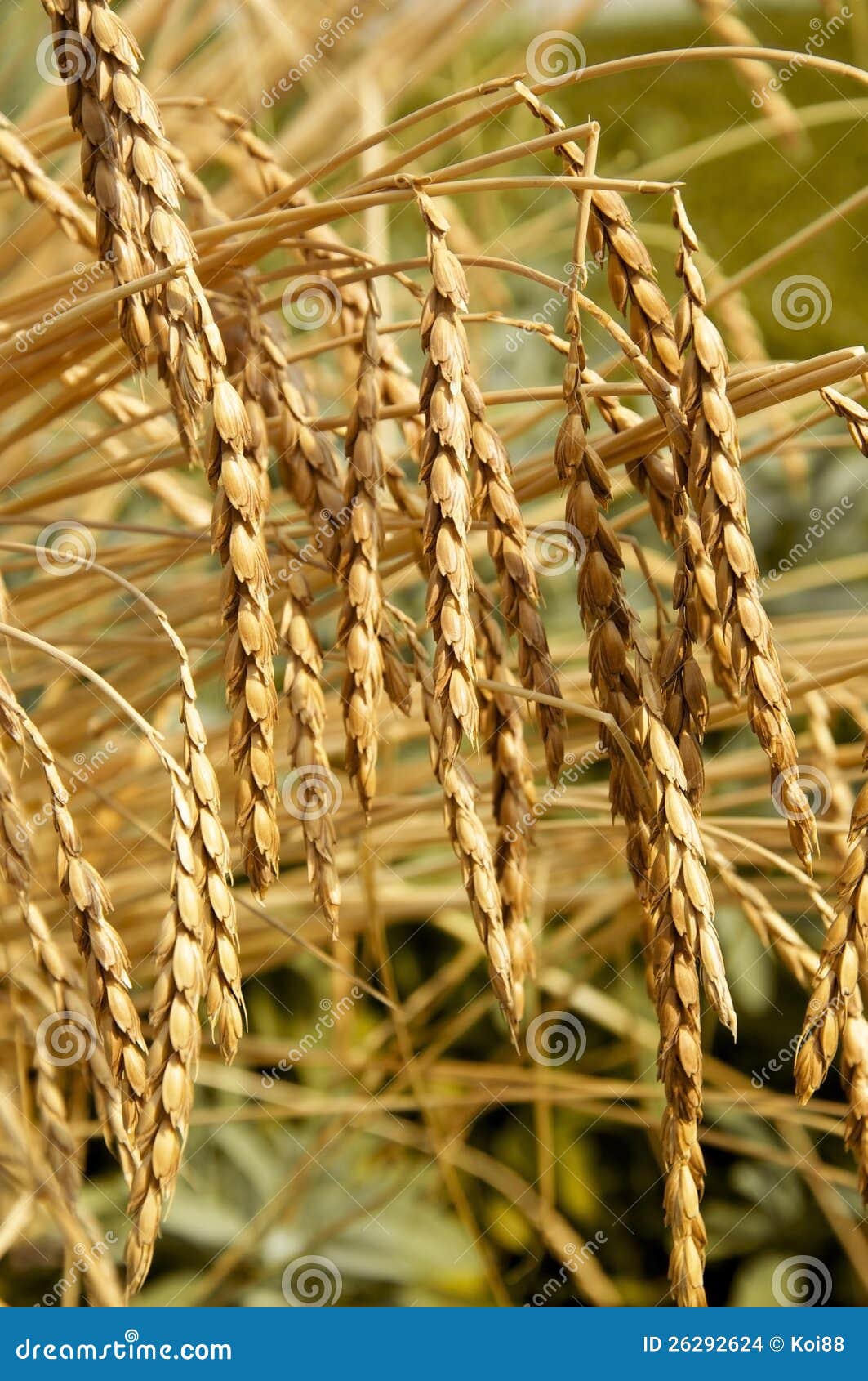 Spelt or Spelt Wheat stock photo. Image of outside, crop - 26292624