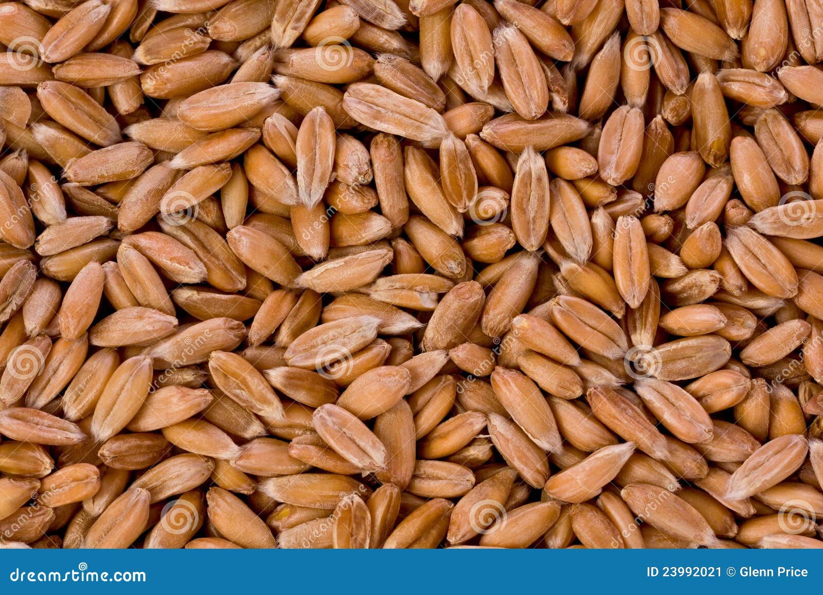Spelt (Triticum spelta) stock image. Image of cooking - 23992021