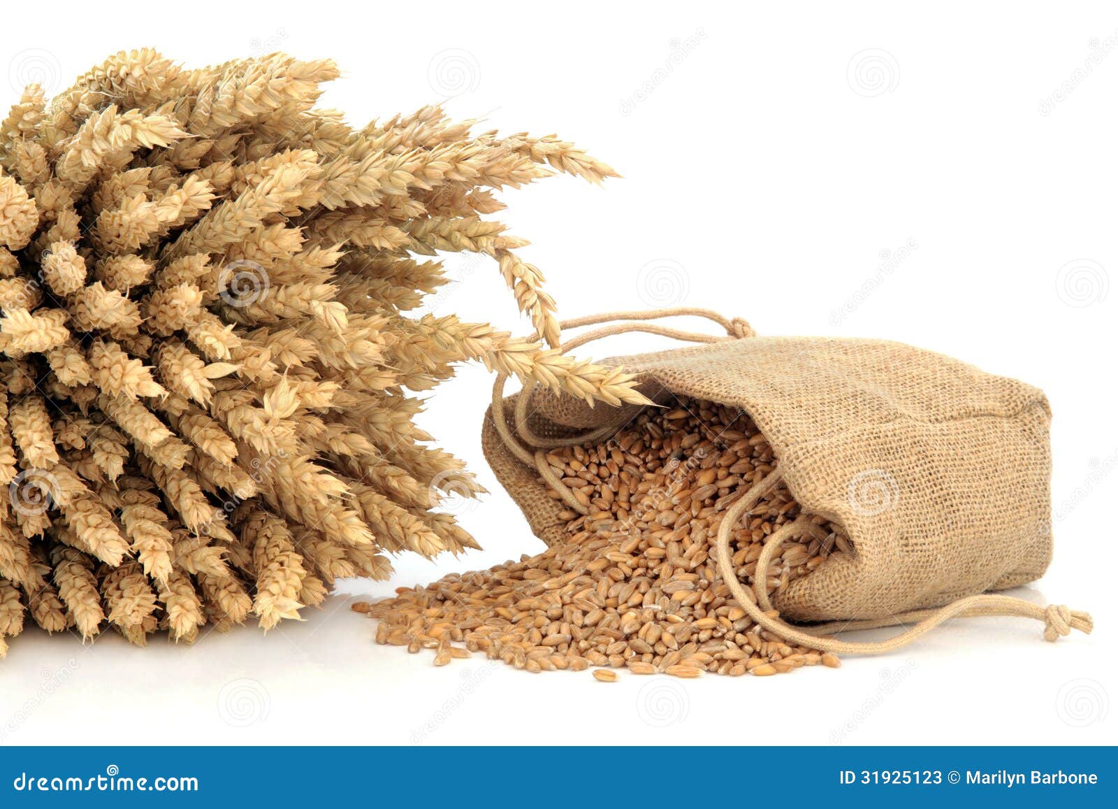 Spelt Wheat stock image. Image of grain, staple, spelt - 31925123