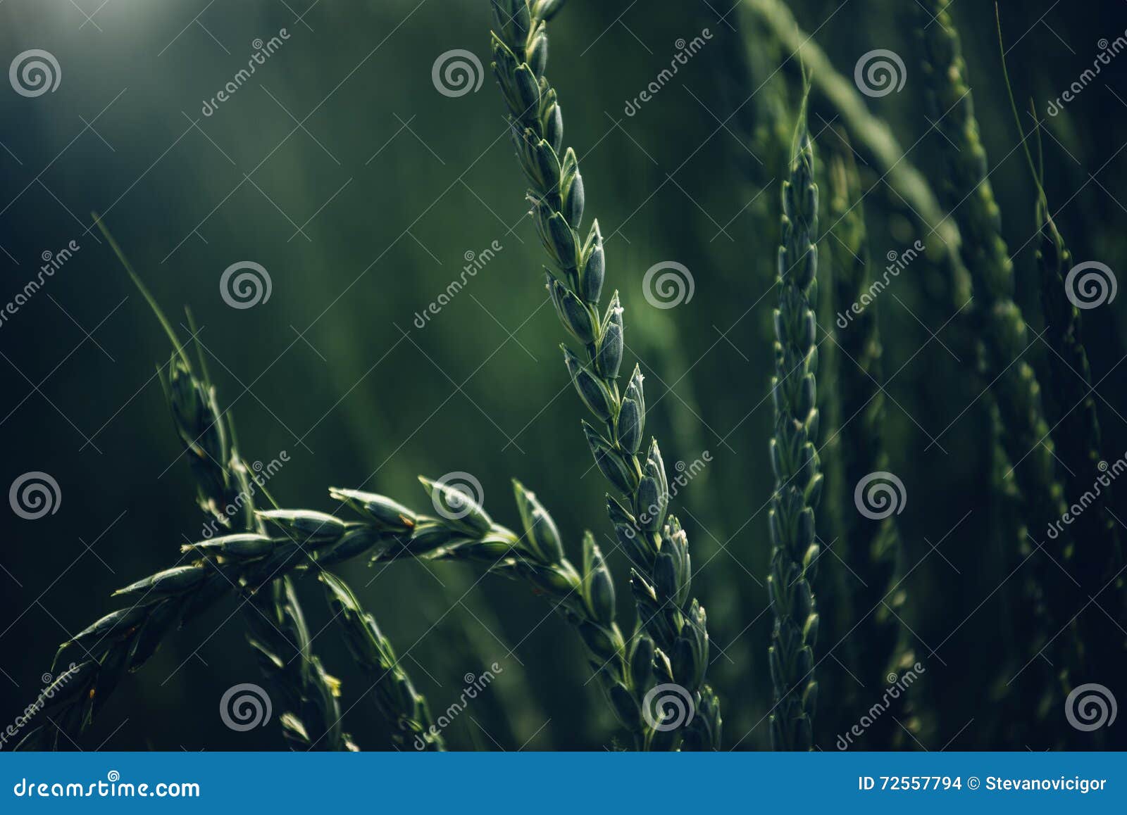 Spelt wheat crops stock photo. Image of field, landscape - 72557794