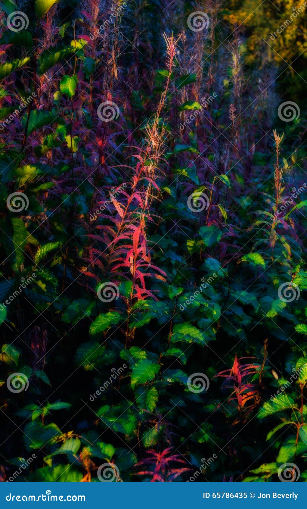 Spend Fireweed in Soft Light Stock Image - Image of plant, soft: 65786435