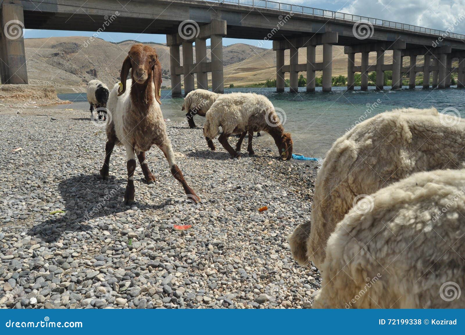 Spent Sheep from Pasture. Back To the Bait Stock Photo - Image of ...