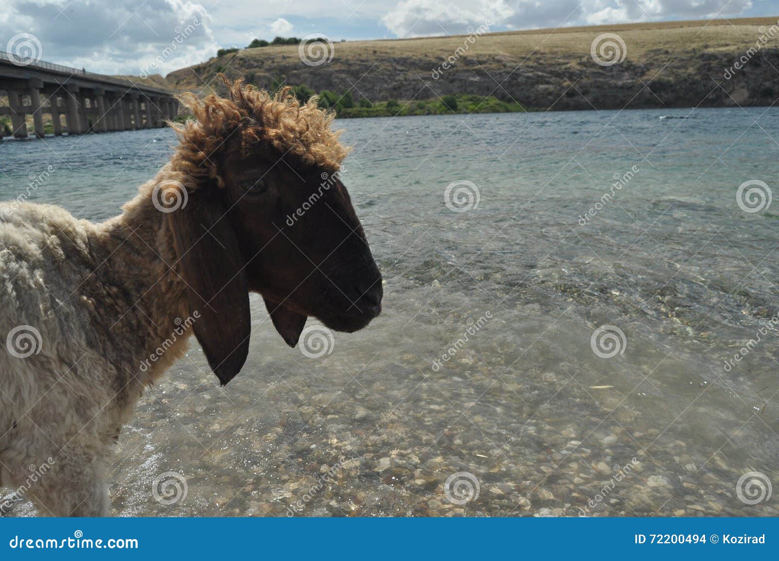 Spent Sheep from Pasture. Back To the Bait Stock Photo - Image of ...