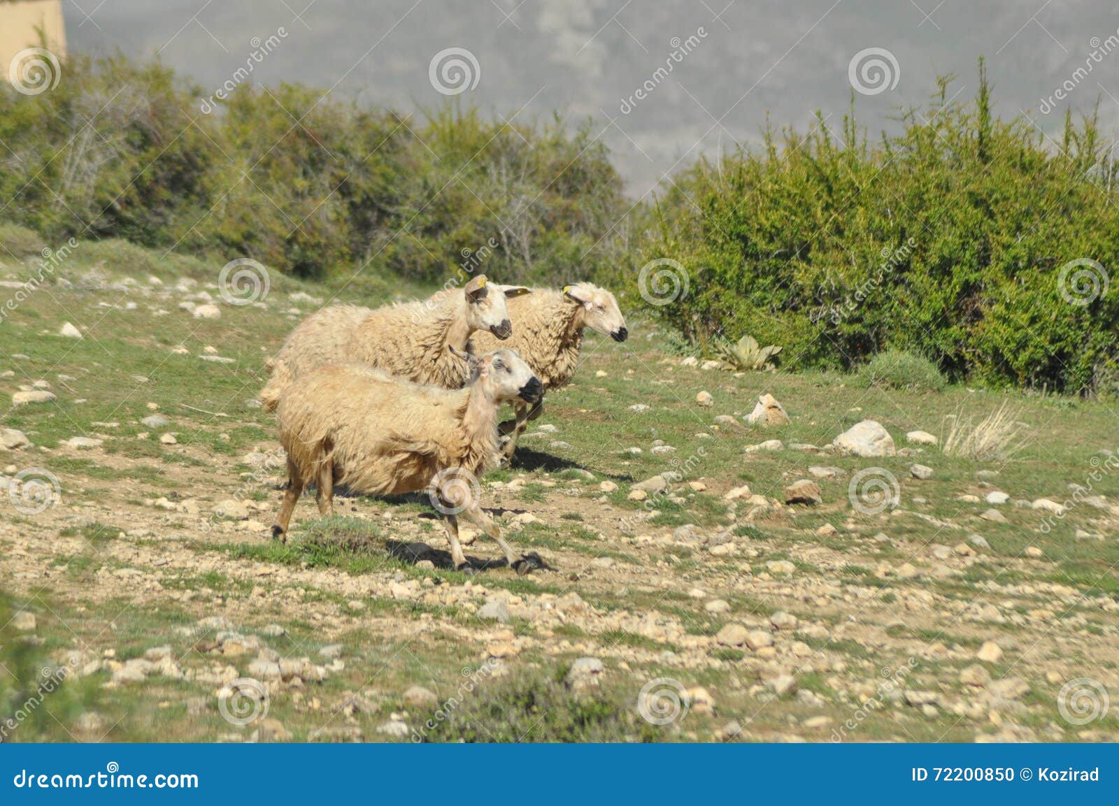 Spent Sheep from Pasture. Back To the Bait Stock Photo - Image of ...