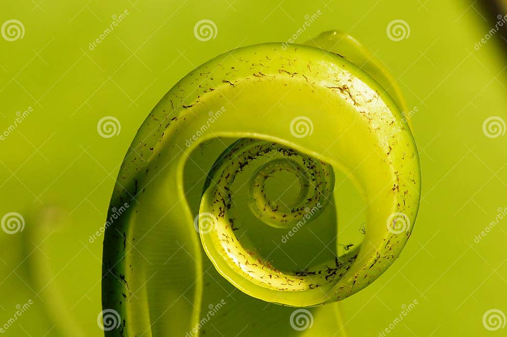 Speral leaves stock image. Image of leaves, leaf, closeup - 80650979