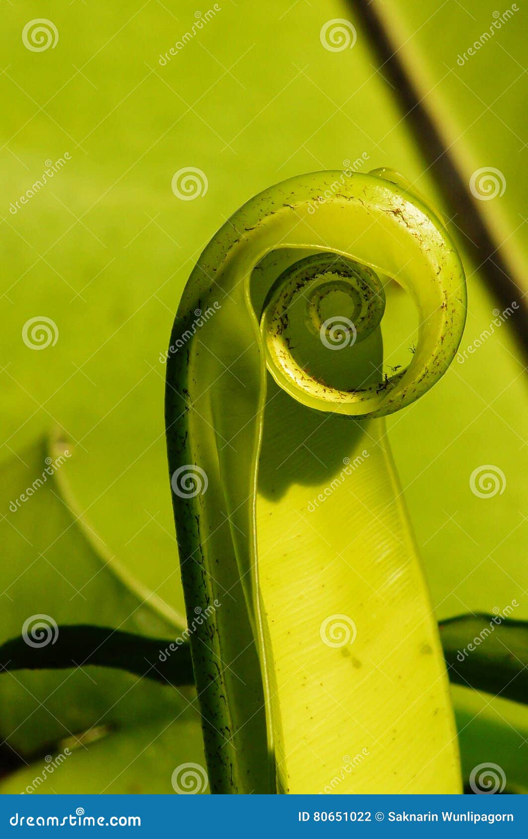 Speral leaves stock photo. Image of nature, leaf, garden - 80651022