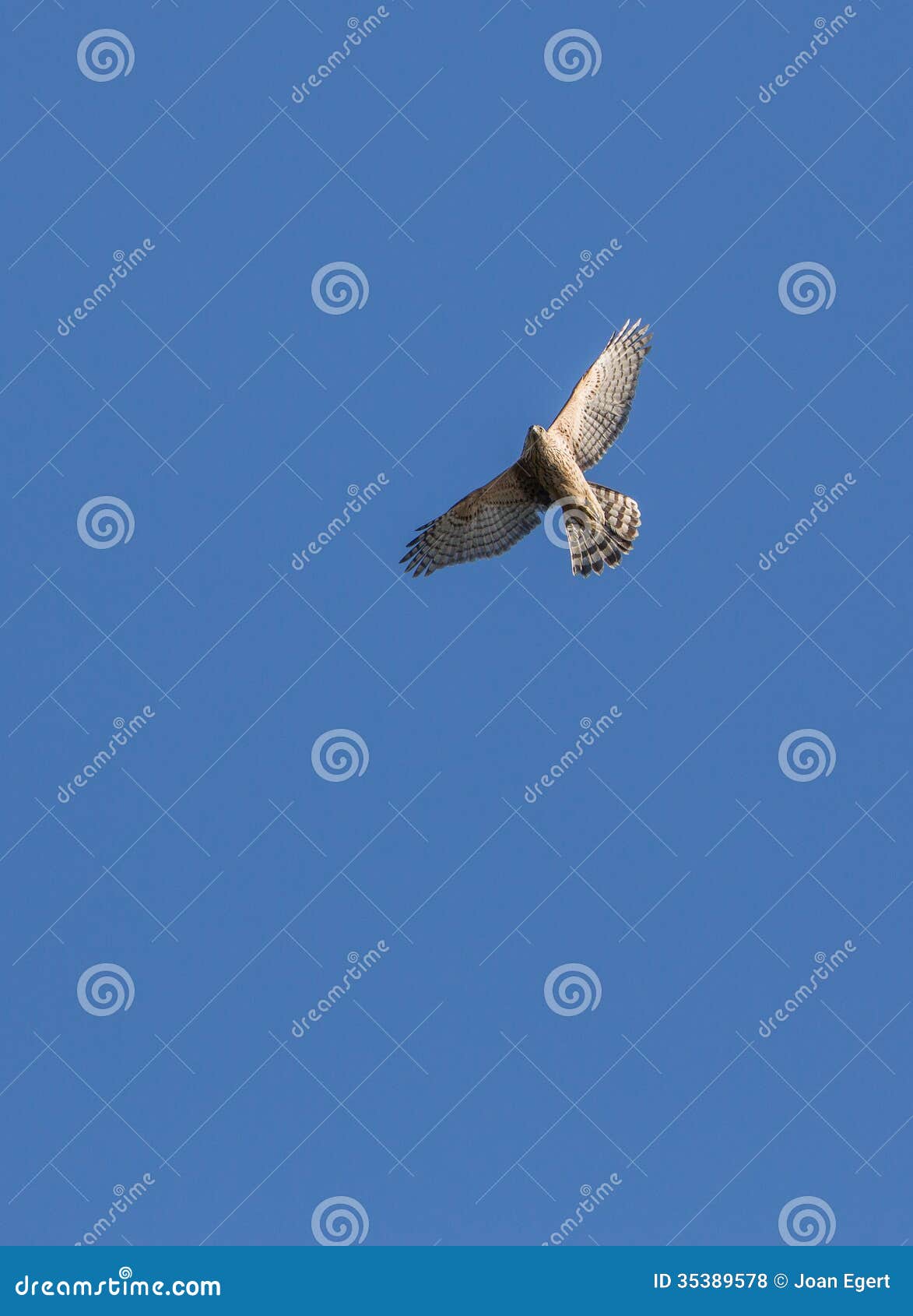 Sperber im Flug stockfoto. Bild von geschöpfe, baltisch - 35389578