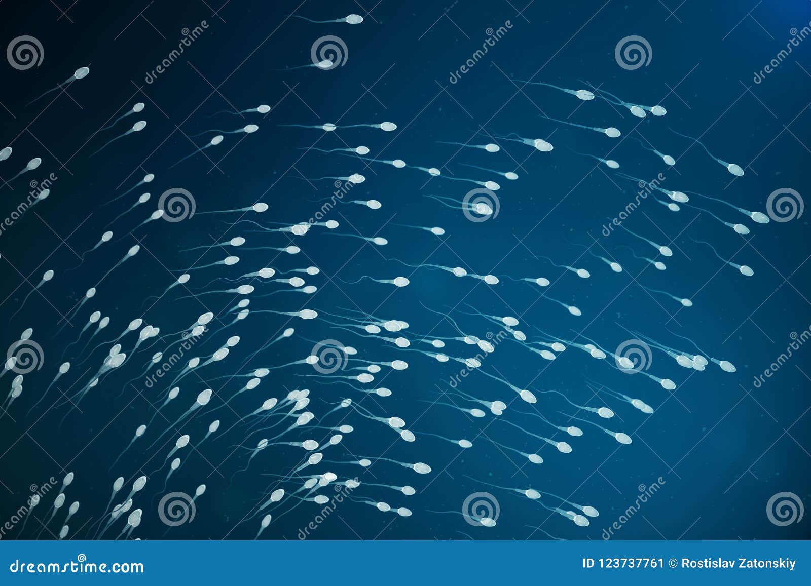 Sperm Approaching Egg Cell, Ovum. Natural Fertilization - Close-up View ...