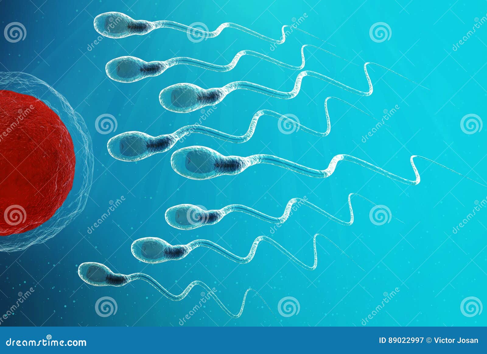 Sperm Around The Egg Cell 3d Illustration On Blue Background Stock
