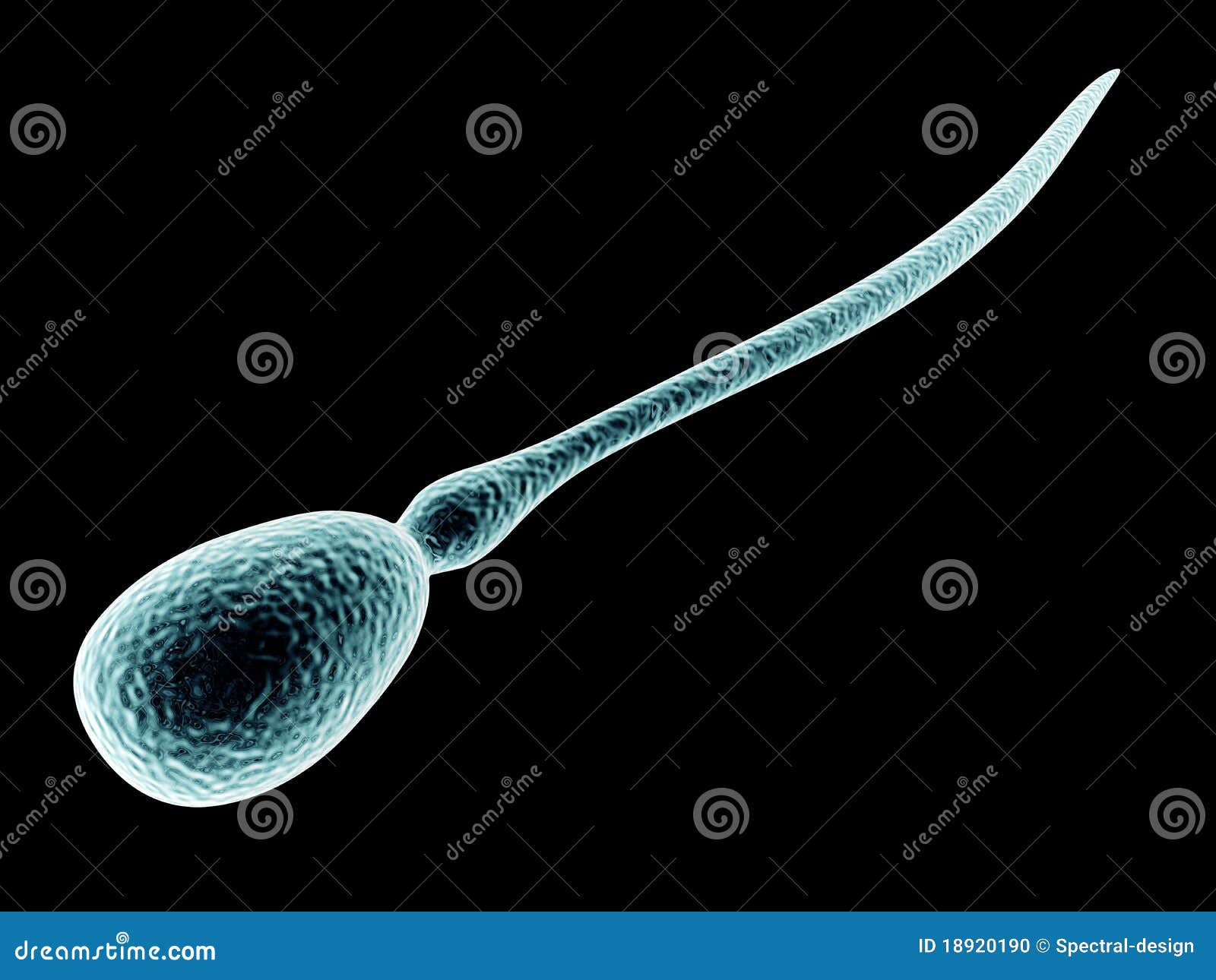 Sperm Cell Stock Photo - Image: 18920190