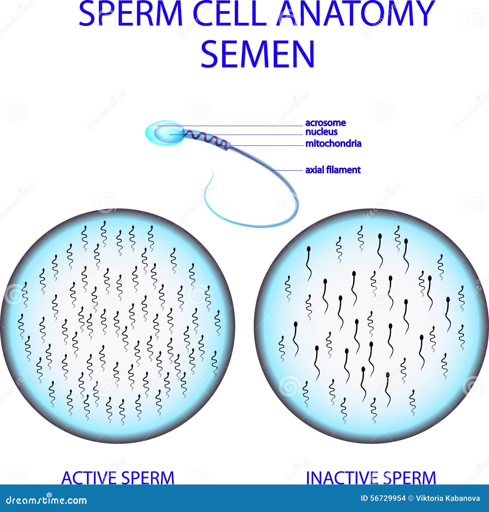 SPERM CELL ANATOMY. SEMEN stock vector. Illustration of inseminate ...