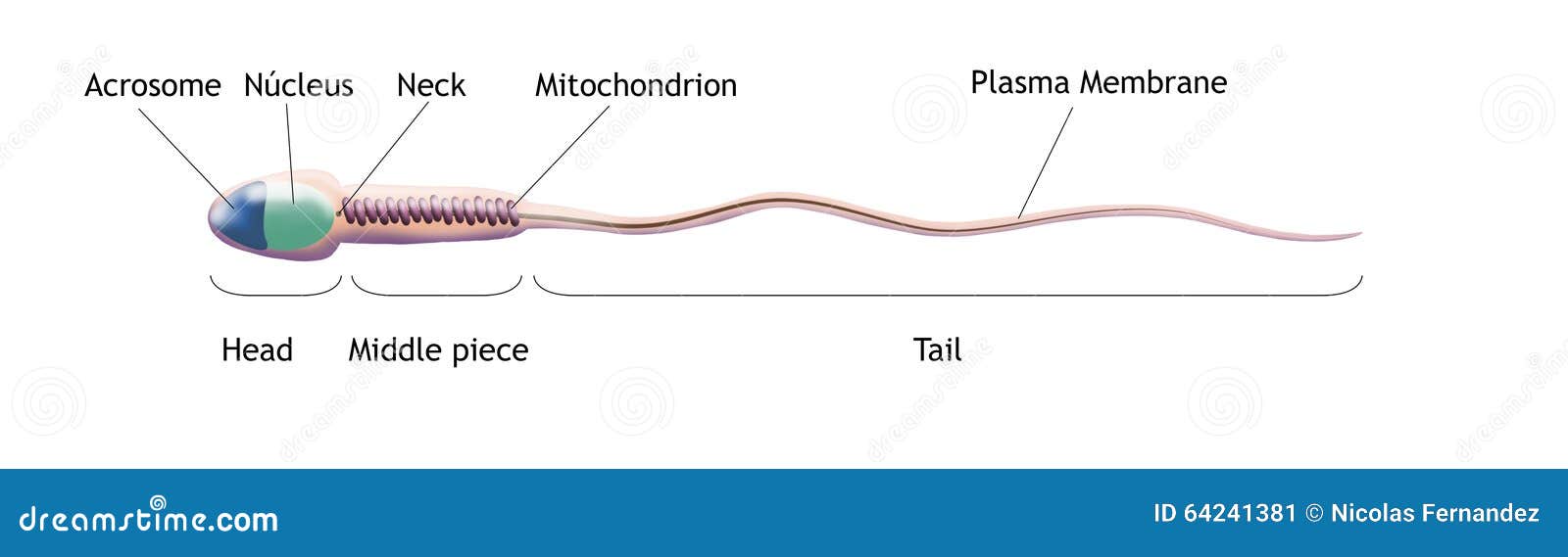 Sperm Cell stock illustration. Illustration of reproduction - 64241381 Sperm Cell stock illustration. Illustration of reproduction - 64241381