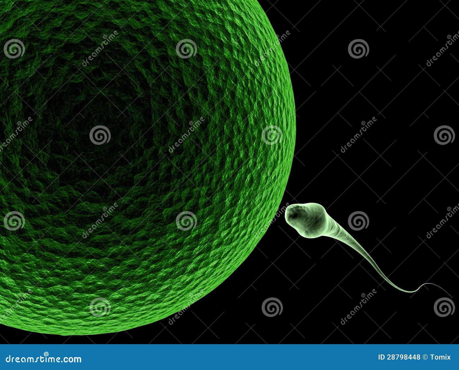 Sperm cell and Egg stock illustration. Illustration of idea - 28798448