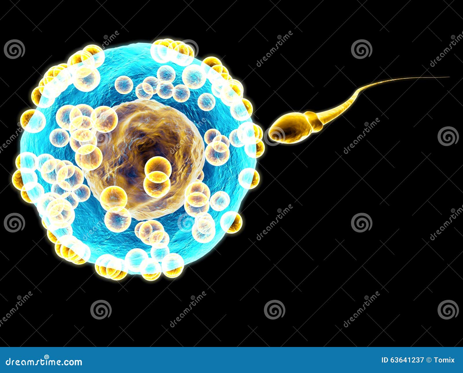Sperm And Egg Cell. Under The Microscope. Embryology. Natural ...