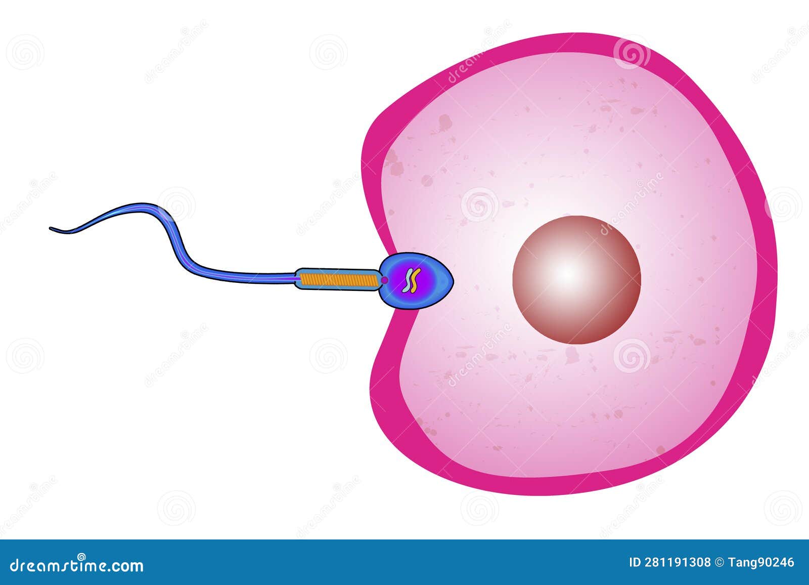 Cell Entry Of A Liposome Royalty-Free Illustration | CartoonDealer.com ...