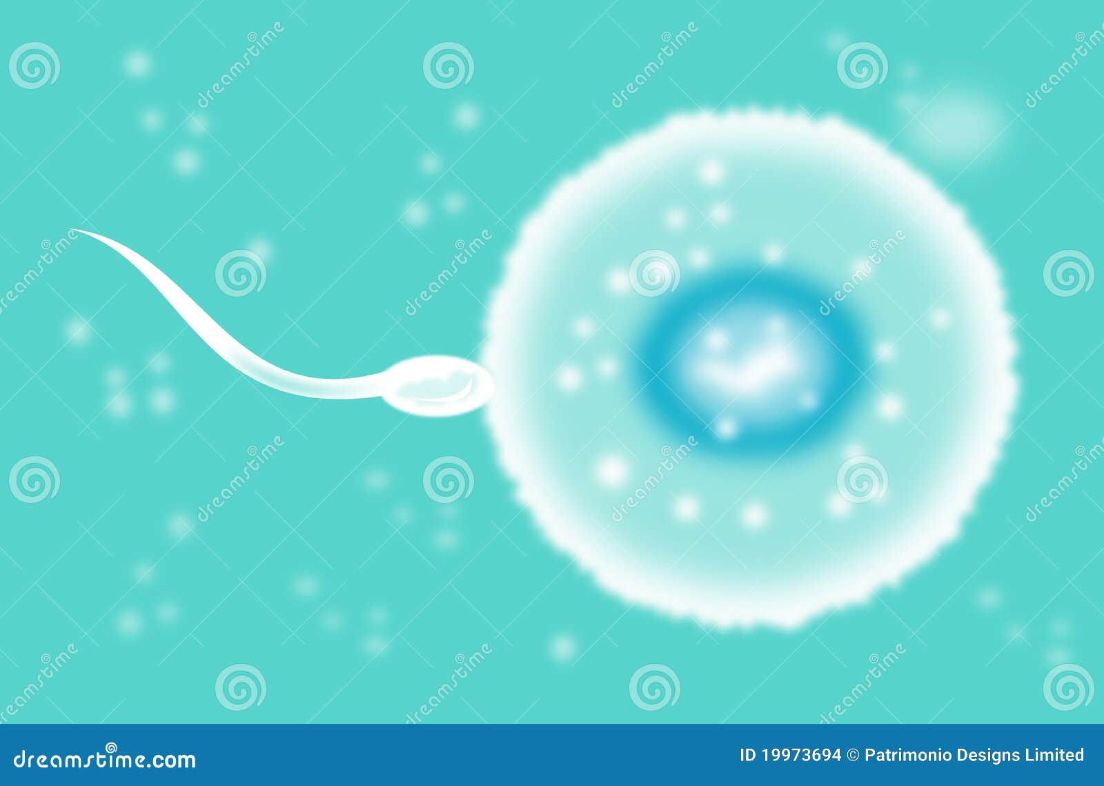 Sperm cell fertilizing egg stock illustration. Illustration of male ...