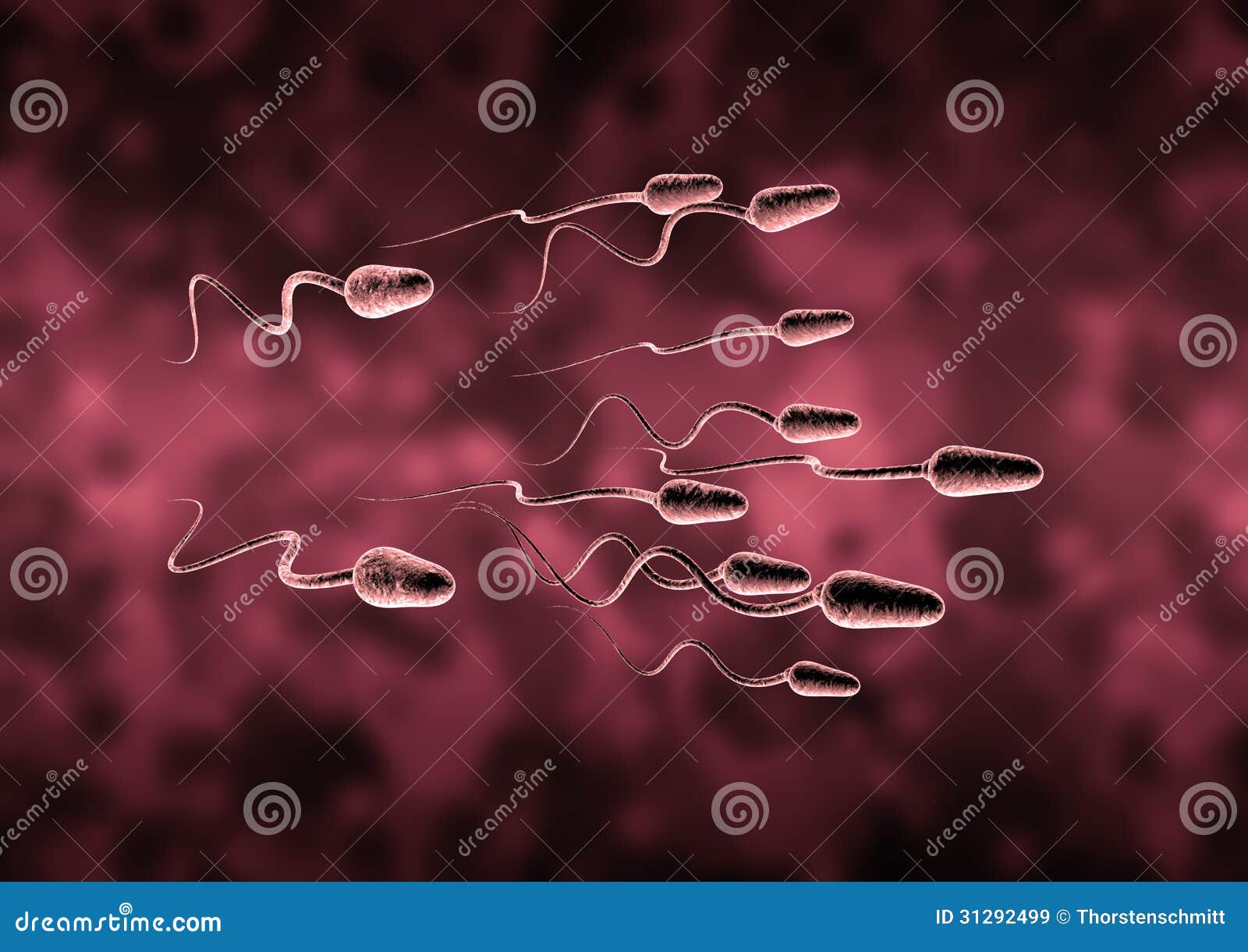 Sperm Cell Anatomy Cartoon Vector | CartoonDealer.com #56678357
