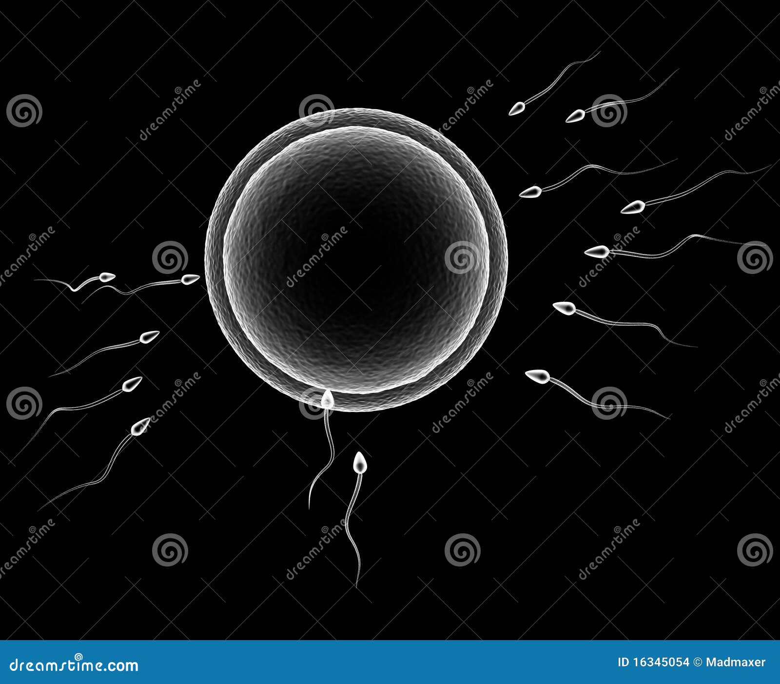 Sperm cells stock illustration. Illustration of medicine - 16345054