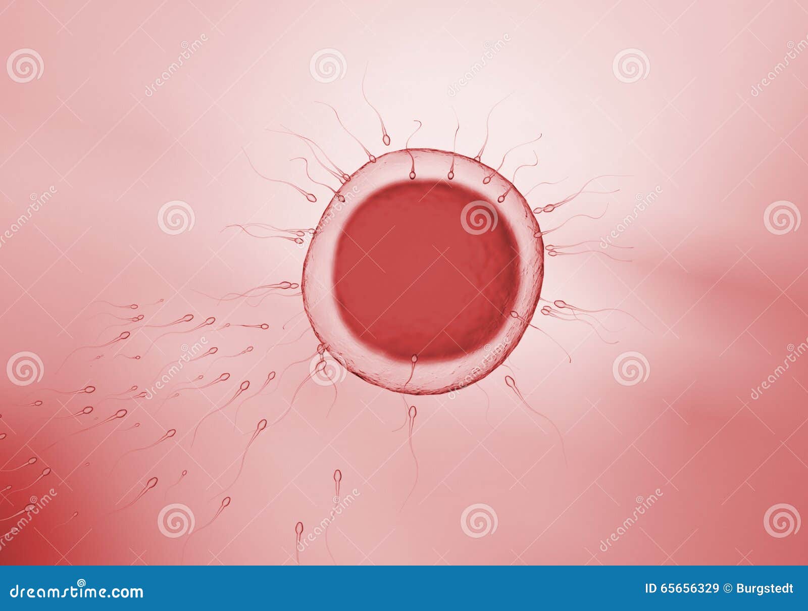 Sperm Cells Moving Towards an Egg Cell Stock Illustration ...