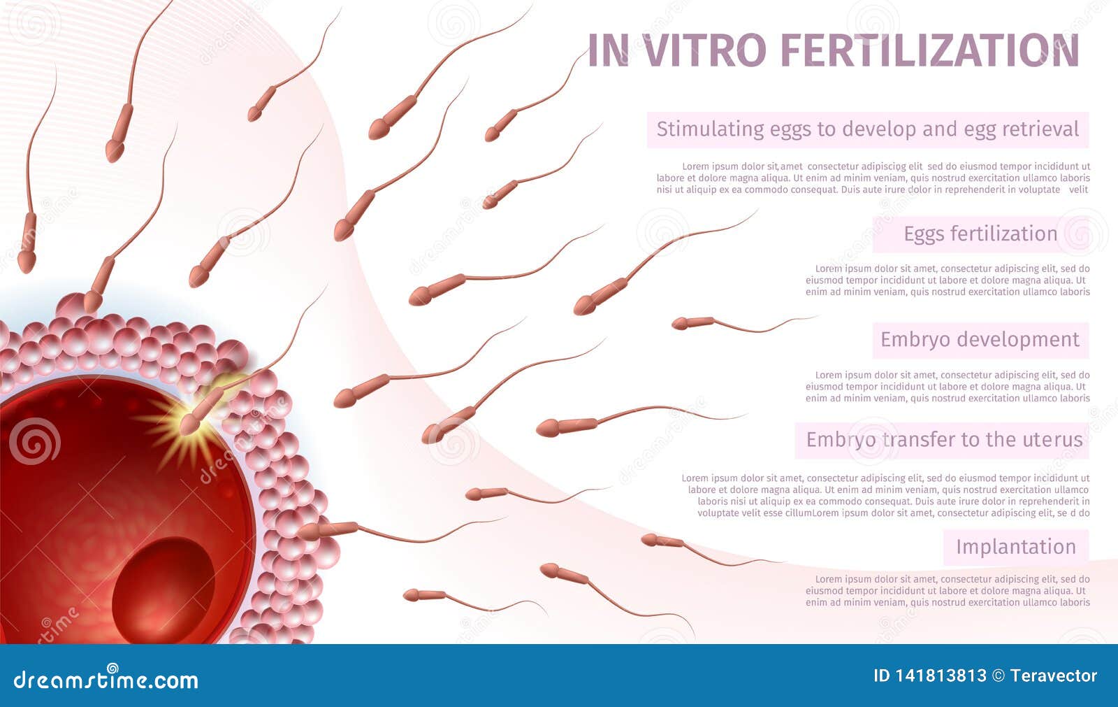 Sperm Cells Penetration Into Female Egg Banner Stock Vector