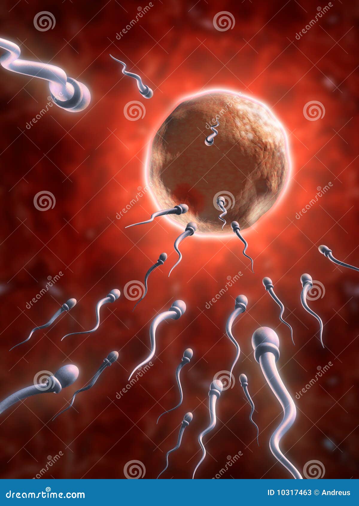 Sperm Cells Reaching an Human Ovum Stock Illustration - Illustration of ...