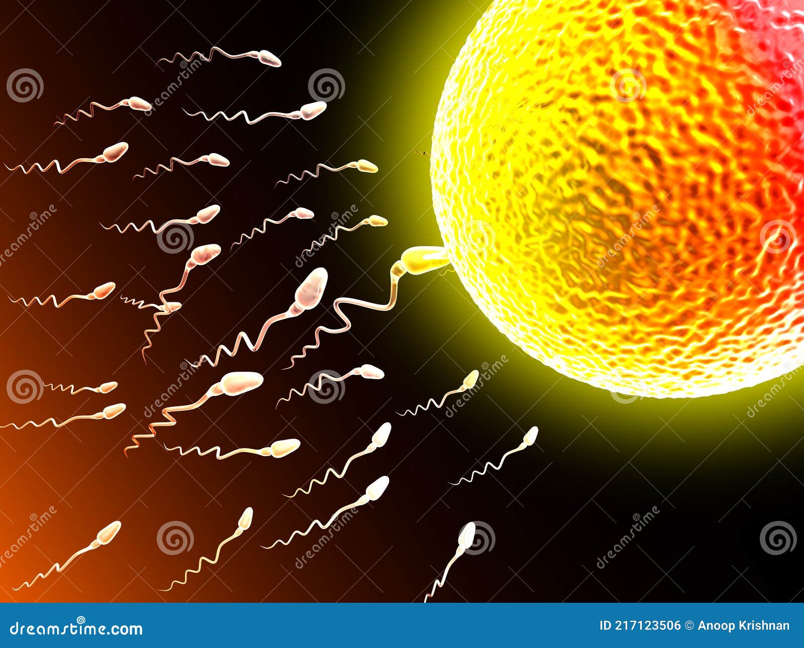 Sperm and egg cell stock illustration. Illustration of swimming - 217123506