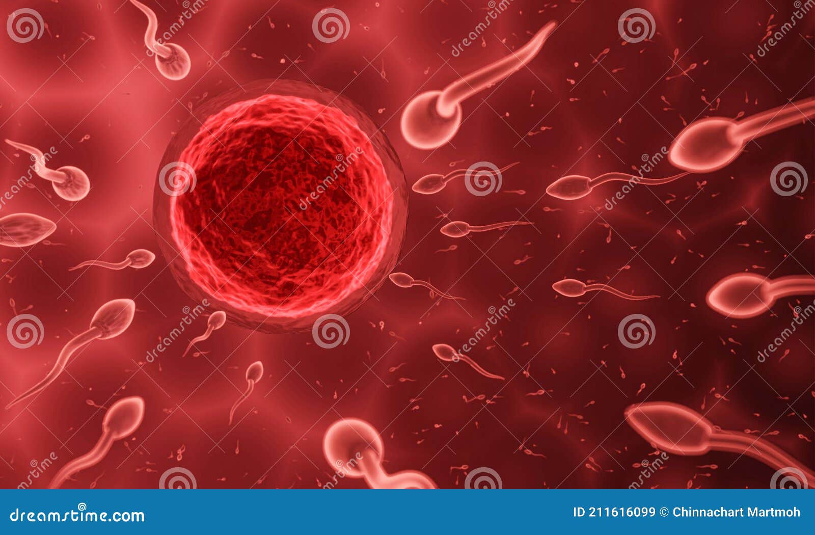 The Sperm is Directed Towards the Egg. To Do Human Mating. a Pre ...